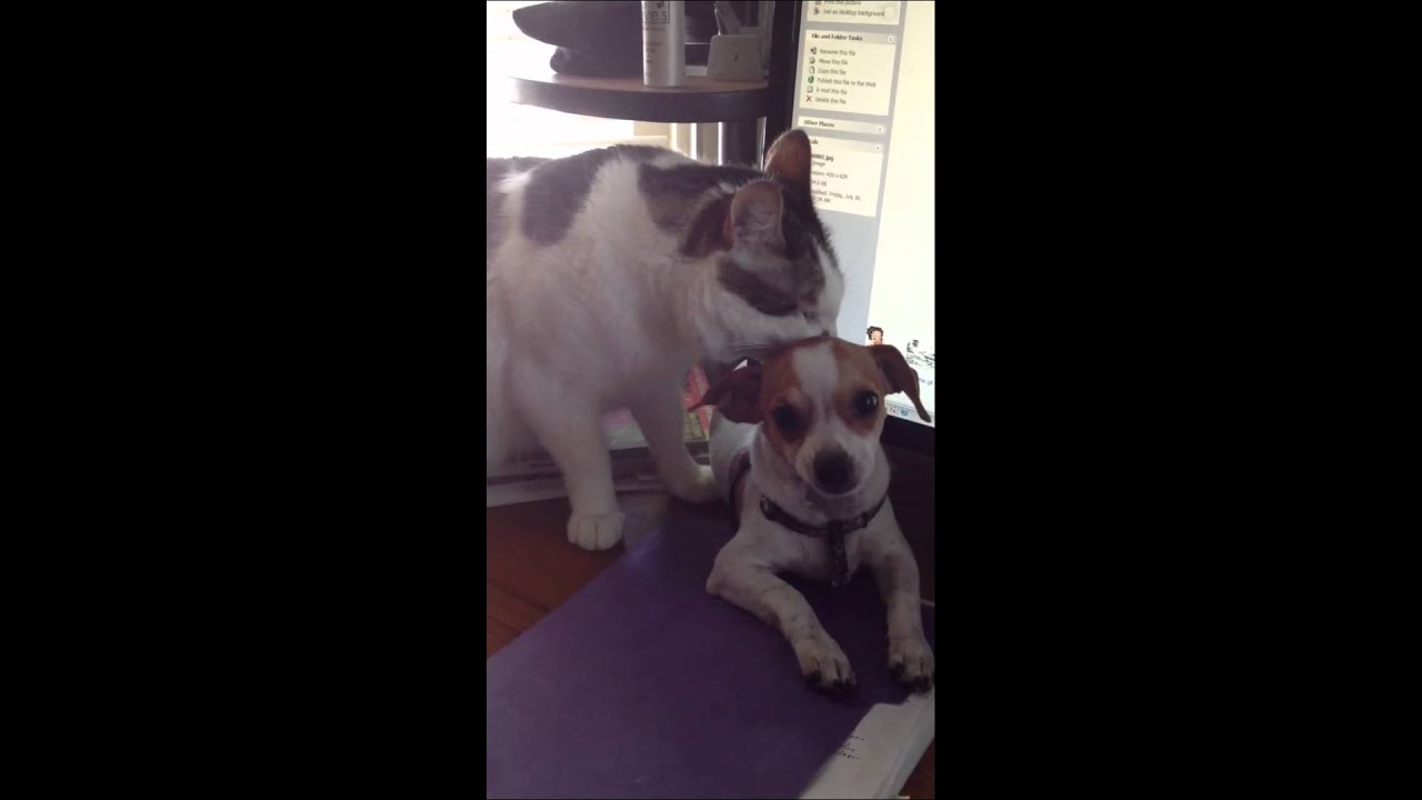 Desktop Buddies - YouTube