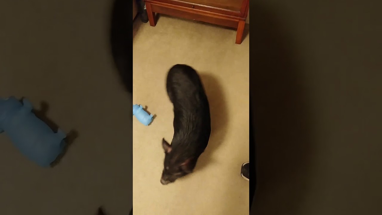 Phoebe the spinning Mini Pig! - YouTube