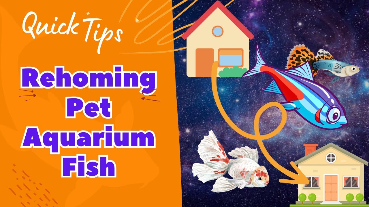 Quick tips on rehoming your pet aquarium fish - YouTube