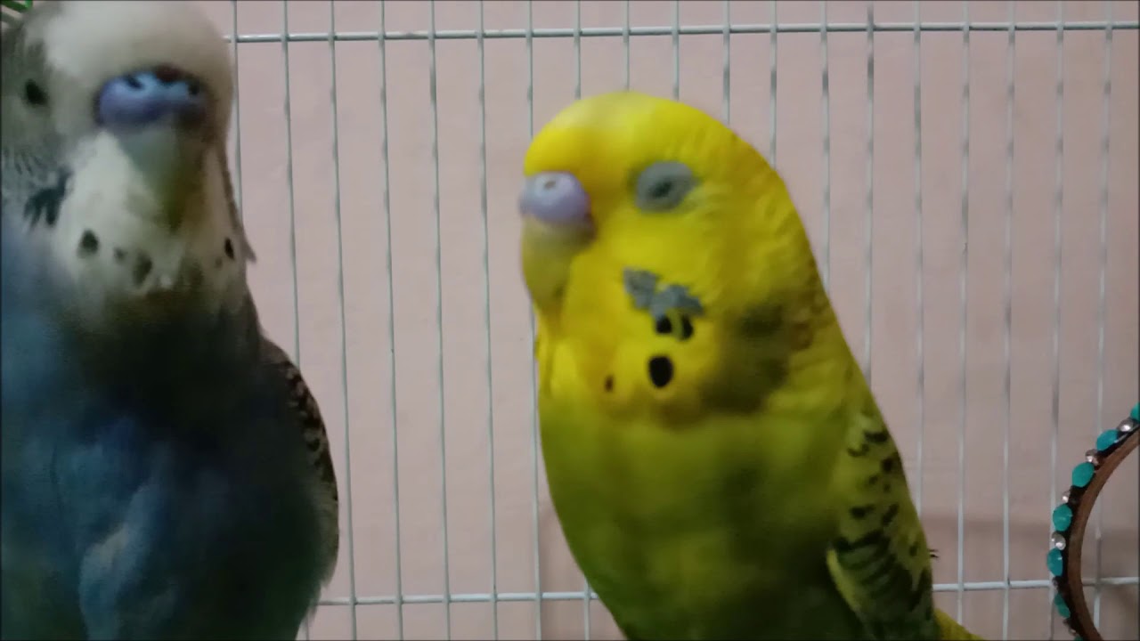 Budgie Sound | Parakeet sound - YouTube