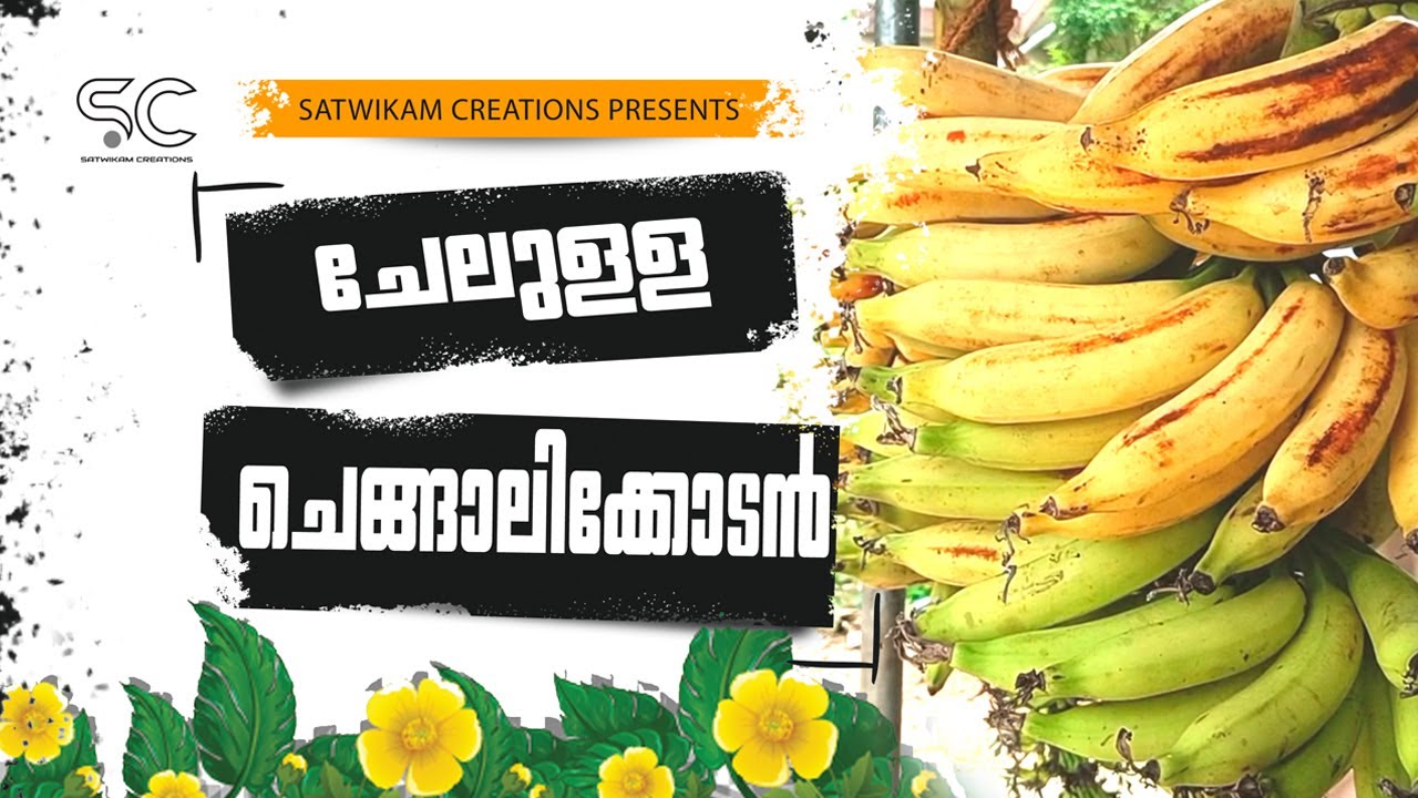 Chengalikodan Nendra Vazha ‌| ചെങ്ങാലിക്കോടന്‍ നേന്ത്ര വാഴ # ...