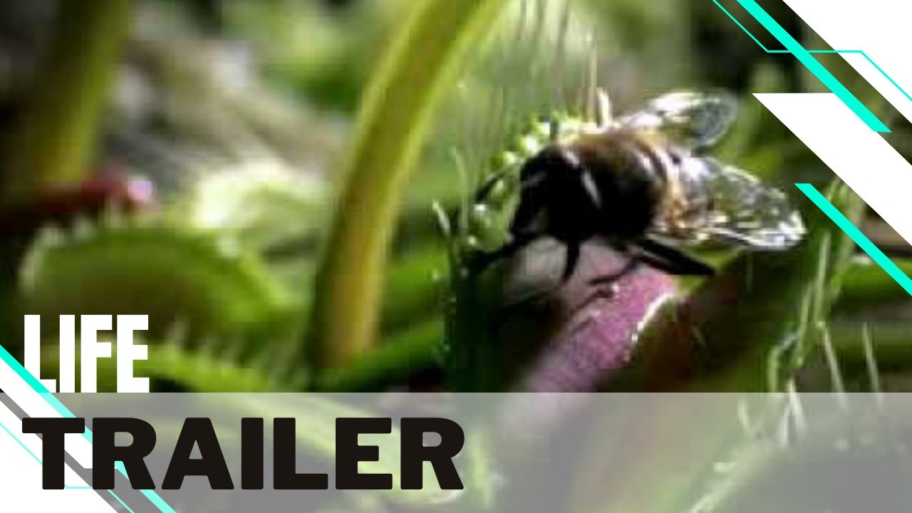 Life - Trailer - YouTube