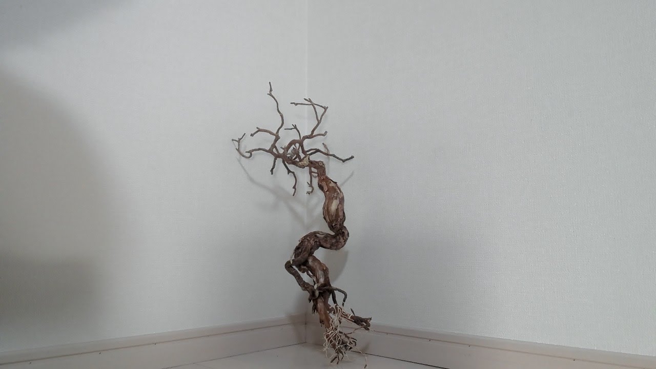 DRY BONSAI® 25/20/50cm ＃01 - YouTube