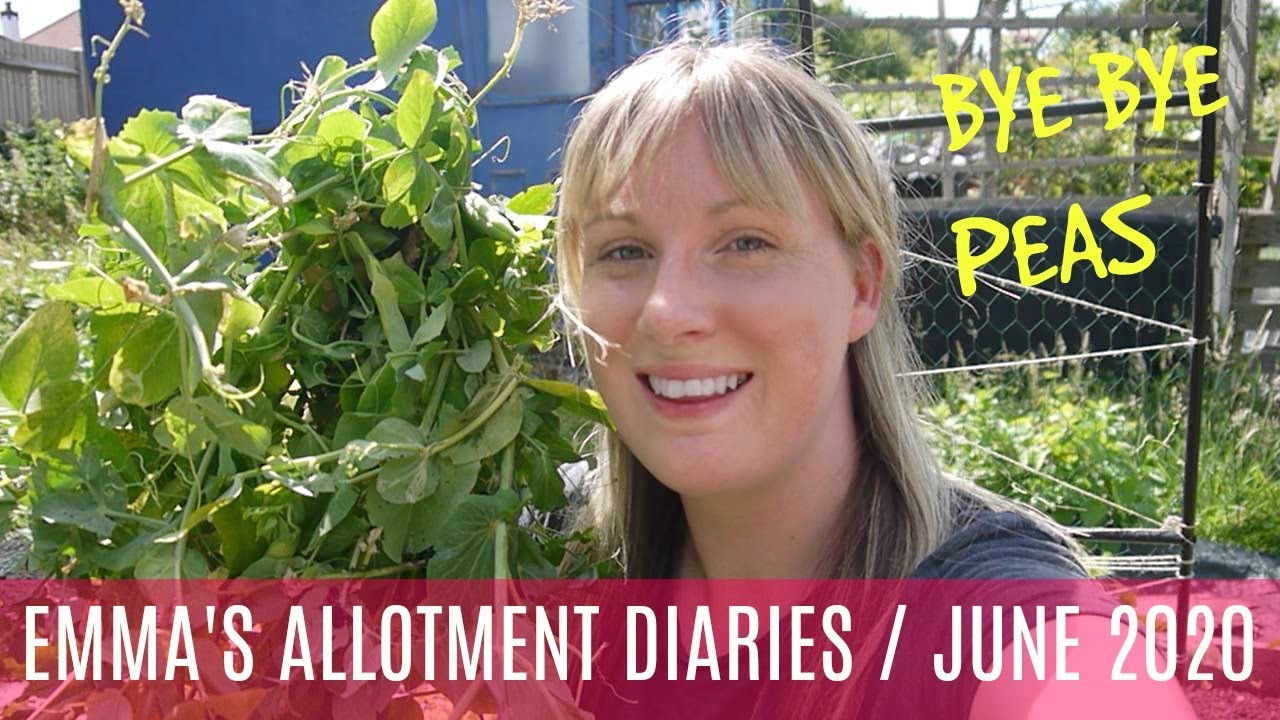 EMMA'S ALLOTMENT DIARIES / GOODBYE PEAS! / JUNE 2020 - YouTube