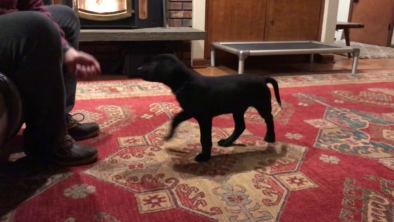 Puppy Training with 11 Week Old Labrador Retriever Puppy - YouTube