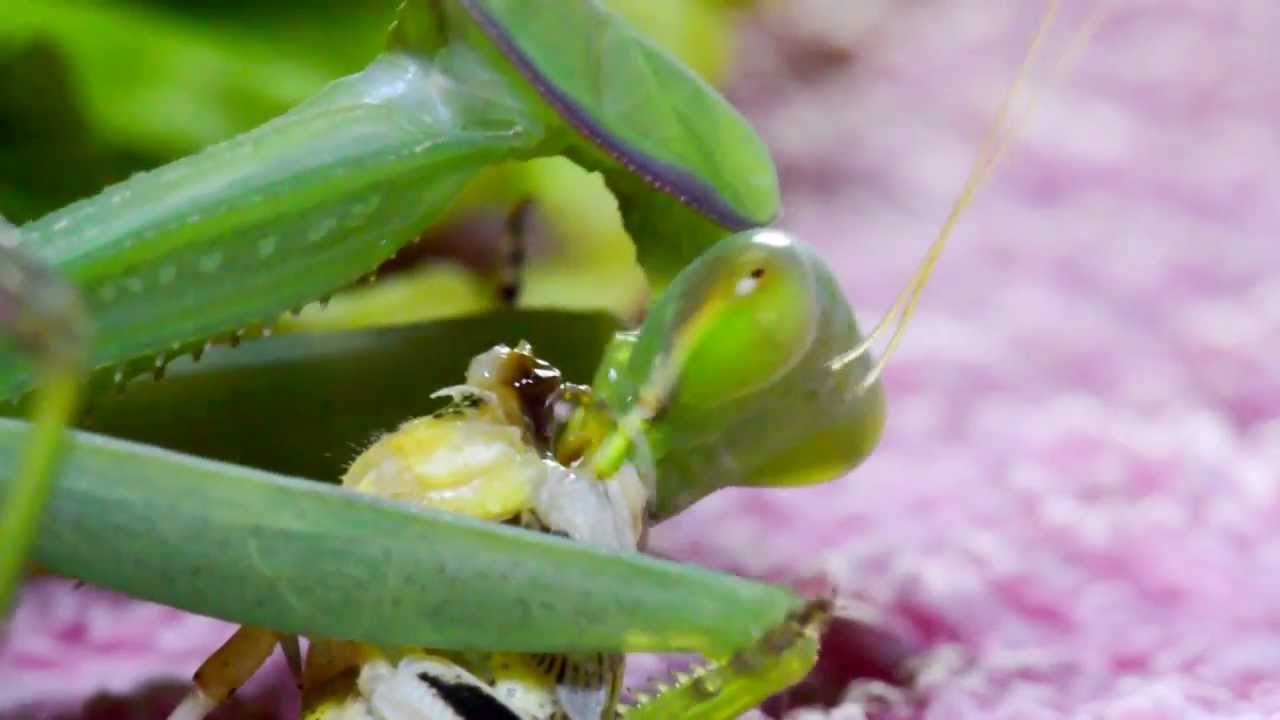 Part 4 - Hierodula membranacea (Giant Asian Mantis) and Locust ...