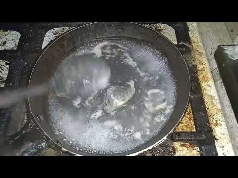 Мясо черепахи суп из черепахи  