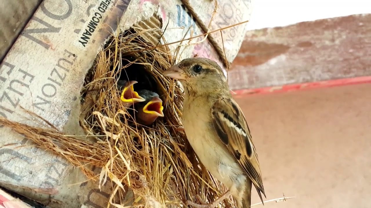 Save sparrow birds 4 - YouTube