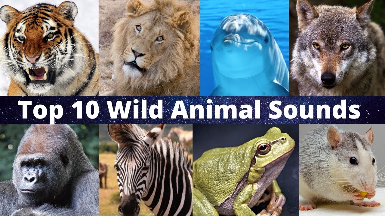 Top 10 Wild Animal Sounds - YouTube