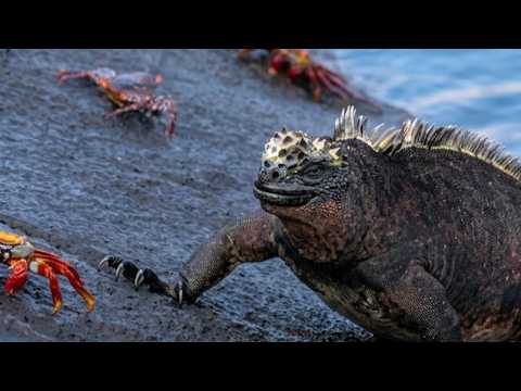 Evolution Gone Wild: The Isolated Island...