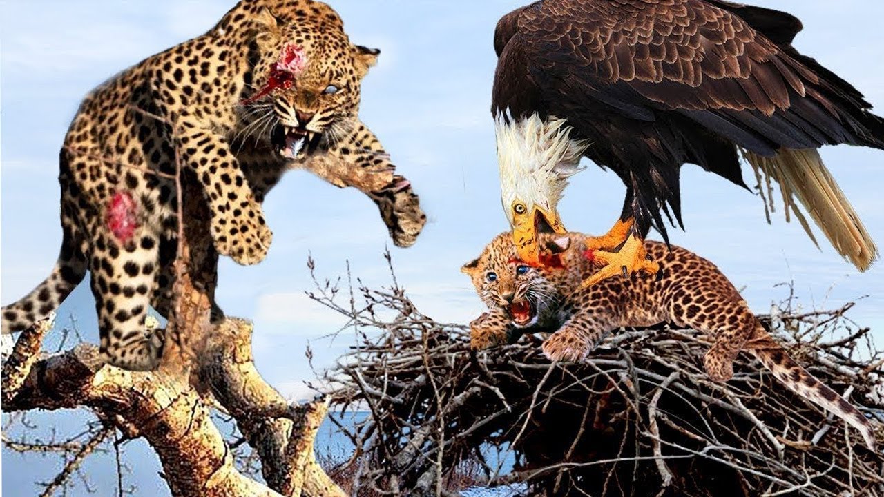 OMG!! Mother Leopard Brutally Attacked Giant Eagle To Rescue Her Baby ...