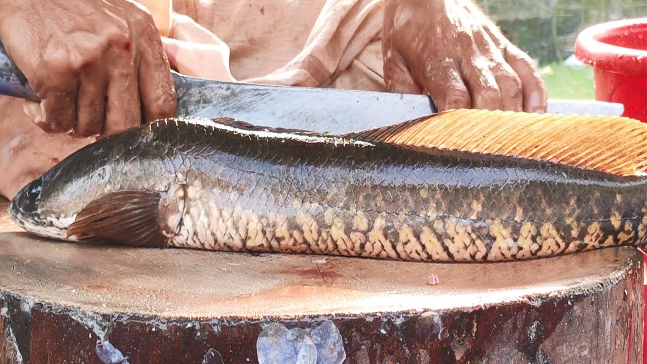 Murrel Fish Cutting Skills | Snakehead Murrel Fish Cutting Skills Live ...