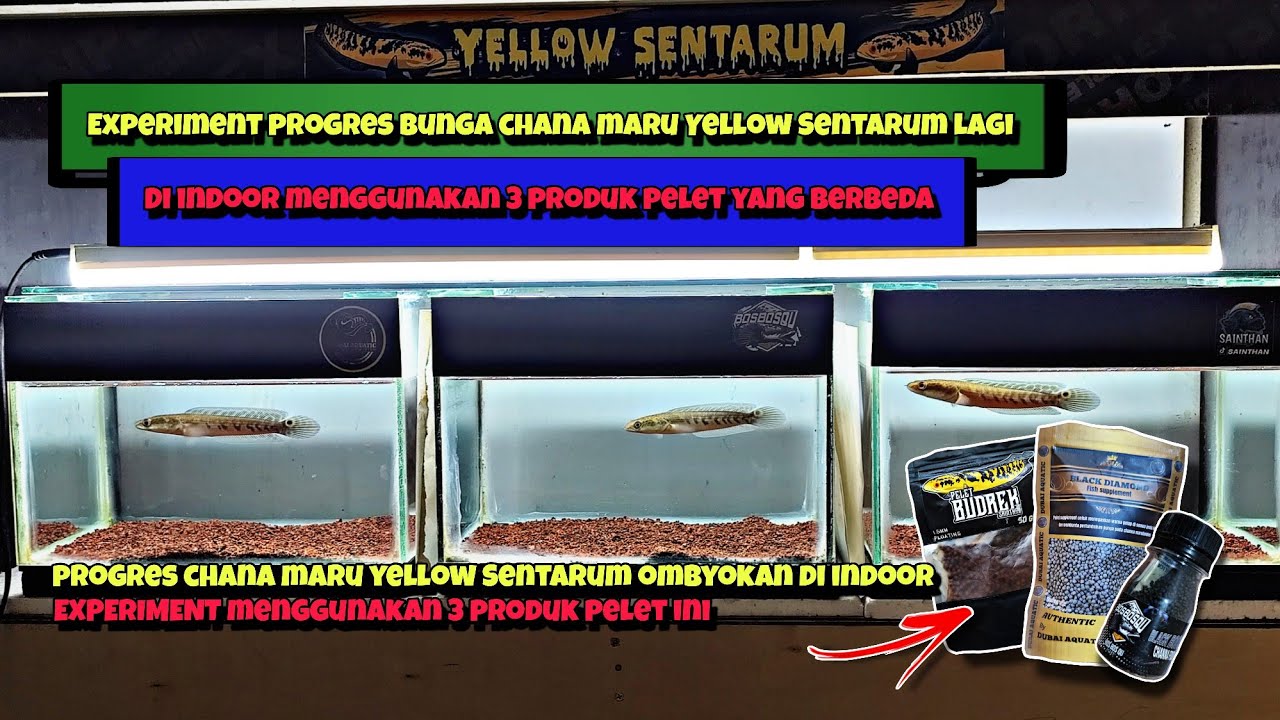 EXPERIMENT PROGRES BUNGA CHANA MARU YS LAGI‼️DI INDOOR MENGGUNAKAN 3 ...