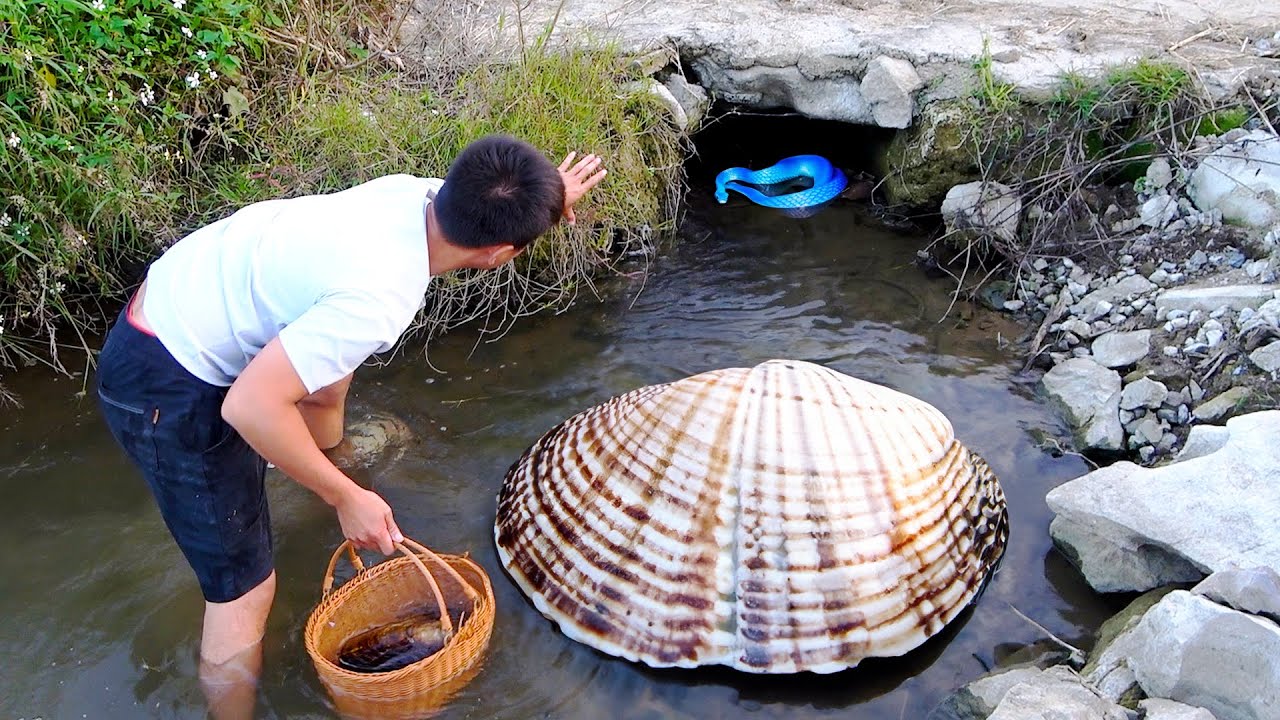 The secret of wild clams is to cut open their stomachs and beautiful ...