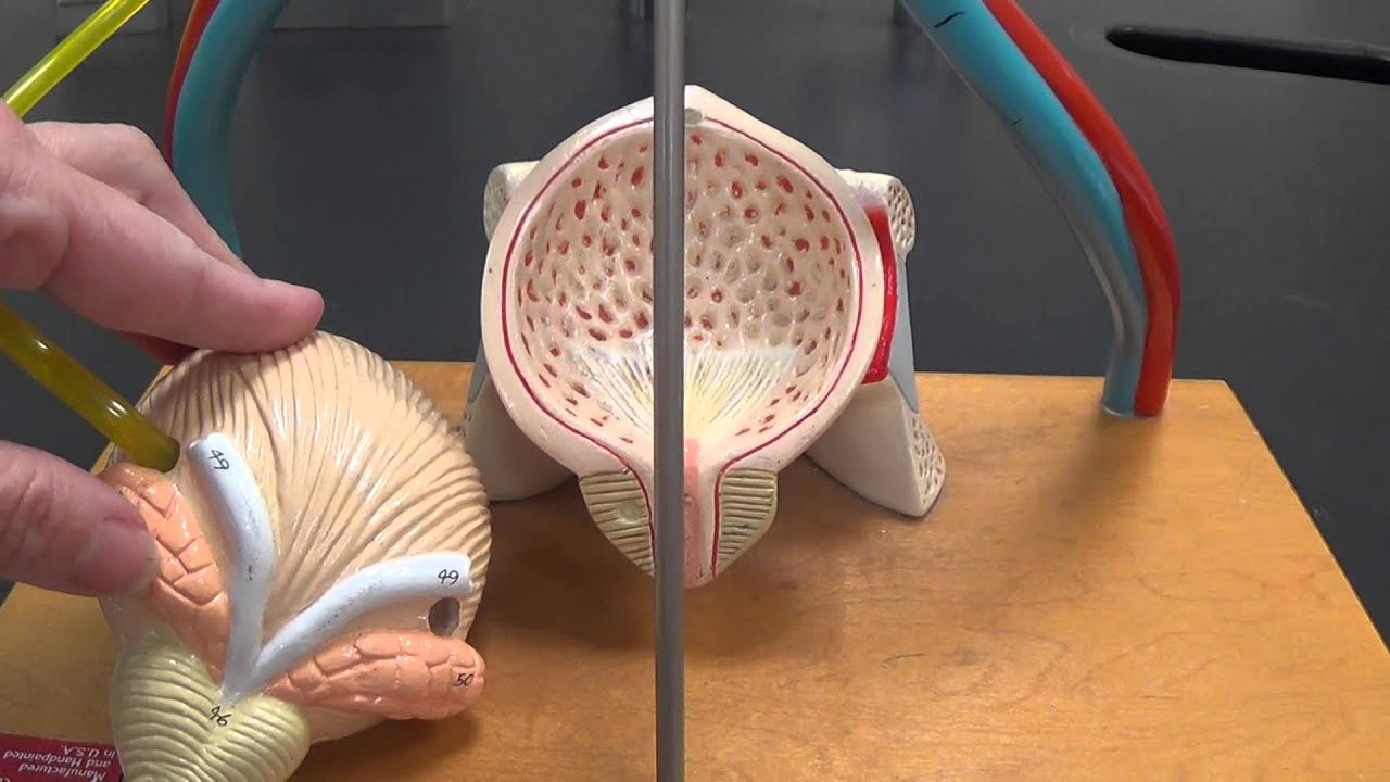 Urinary System Model - YouTube