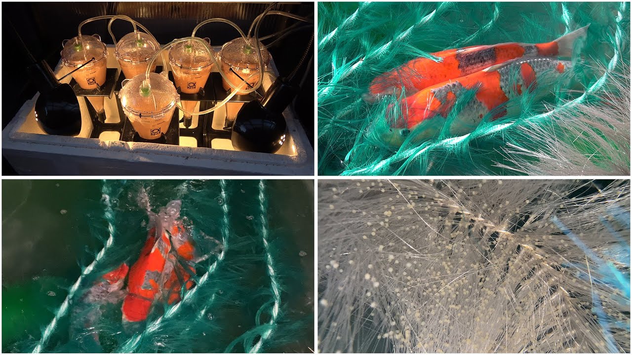My Koi Breeding Project - Part 35 - Goshiki spawning first night ...