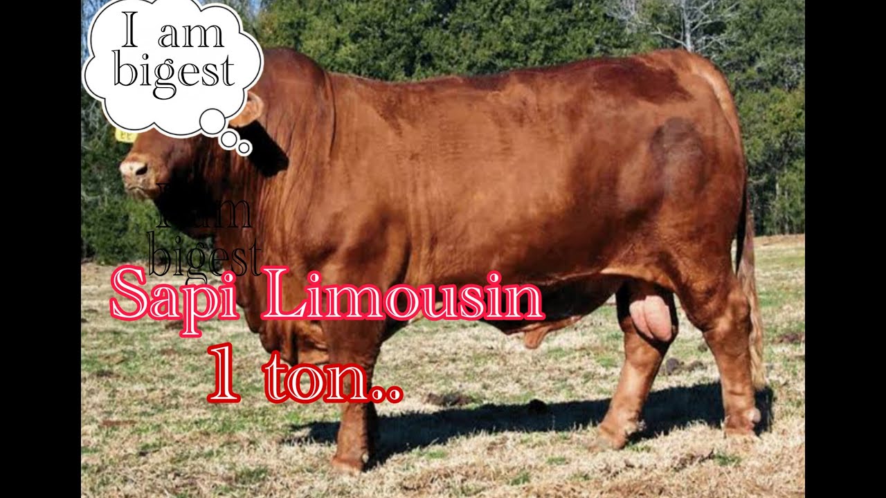 Sapi limousin, besarnya... Mantap buat hewan kurban - YouTube