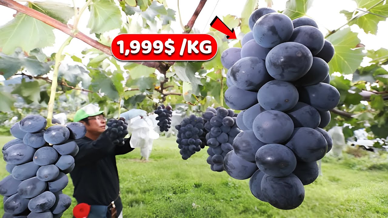 Most Expensive Grapes Farming & Harvesting in Japan | Japanese Grape ...