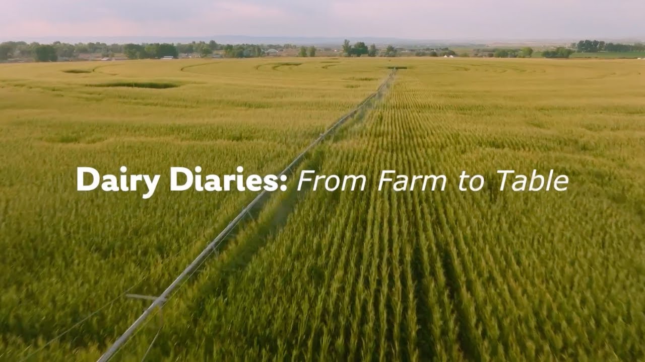 Dairy Diaries: From Farm to Table - YouTube