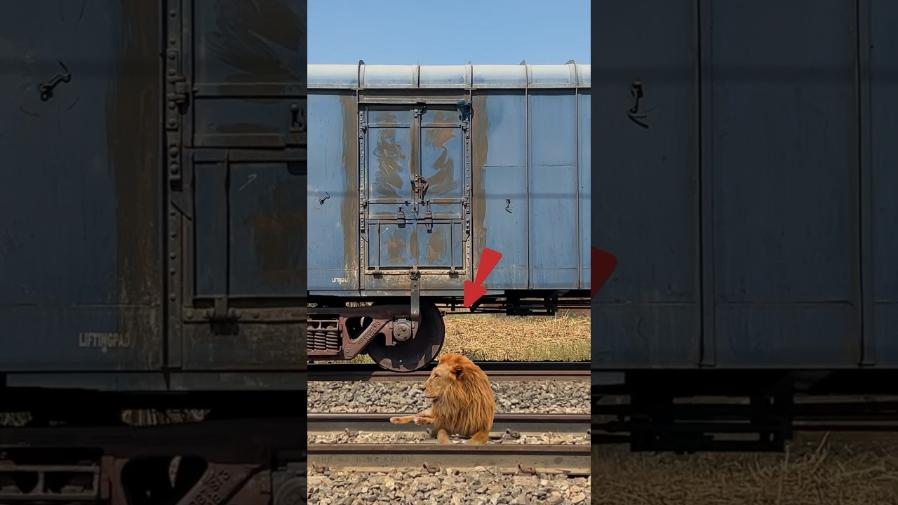 Lion Spotted In Rail Track 🥲🥺🥹 #tiger #animals #train #indianrailways # ...