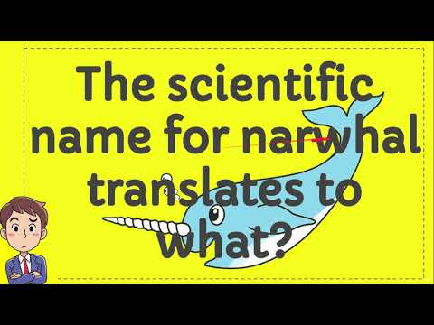 What Is The Scientific Name For A Narwhal