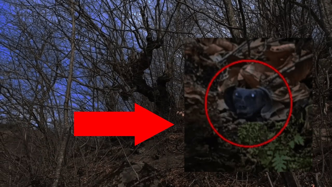 Cryptid scared a tourist in the woods - mysterious creature similar to ...
