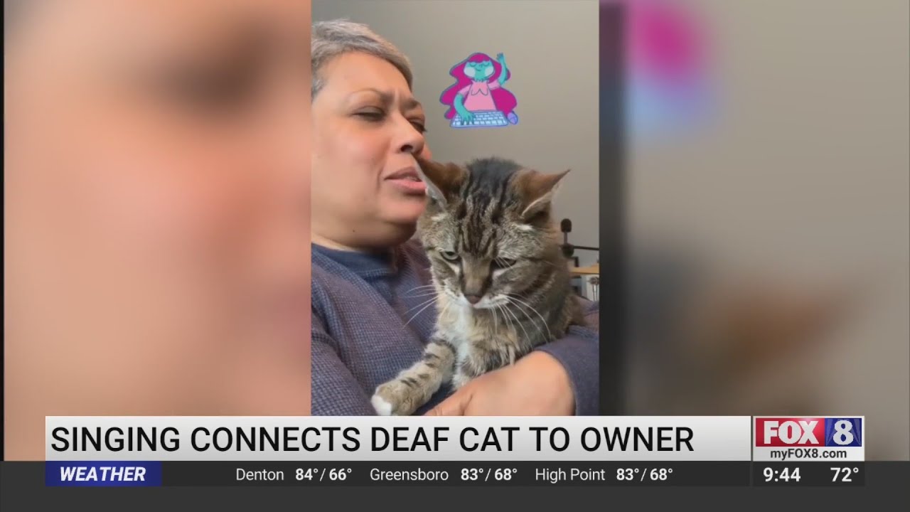 Singing connects deaf cat to its owner - YouTube