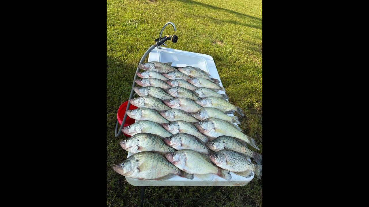 Quick Limits, BUT NO Bream! :( - YouTube