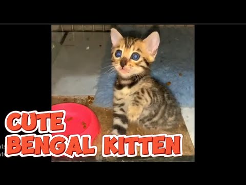 BENGAL CAT Their Childhood Is Too Cute | BENGAL CAT DOCUMENTARY part 1 ...