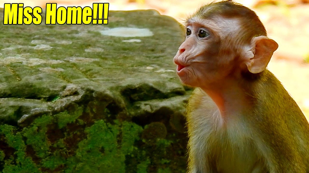 Milllion Pity! Baby Abandoned Monkey Cried So Sad For Her Mummy At Home ...