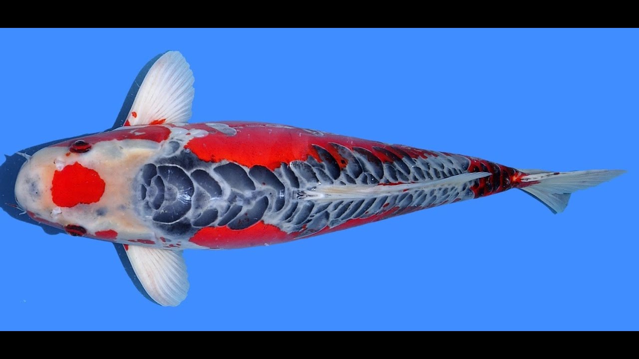 Maruten Shusui Ozumi Ikarashi 55cm Male HQ - YouTube