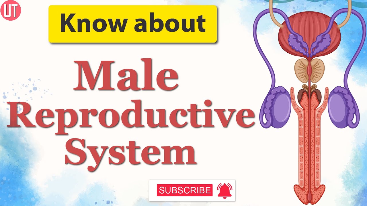 Male Reproductive System | Male body | Male Health | Fitness | Adult ...