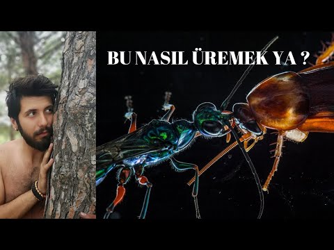 ÜREMEK İÇİN BU KADARI DA FAZLA DEĞİL Mİ ? (Zümrüt Hamamböceği Arısı Yaşam Döngüsü Mini Belgesel)