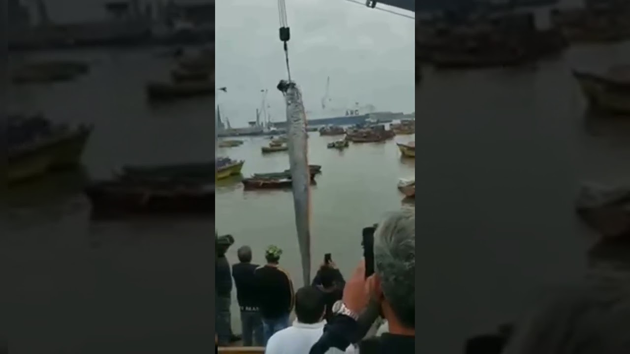 Fishermen catch 16-foot-long deep sea creature, locals call it 'bad ...
