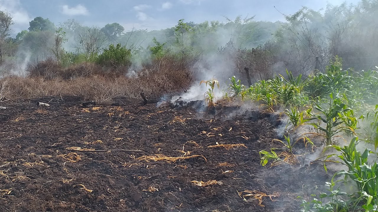 Fogo queimando a terra em Pintópolis-mg, destruindo lavoura de pequenos ...