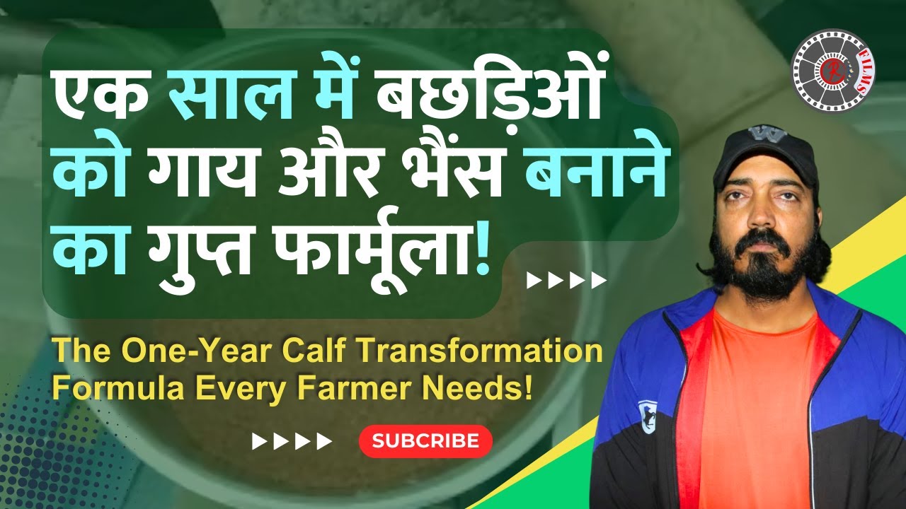 The One-Year Calf Transformation Formula Every Farmer Needs! - YouTube