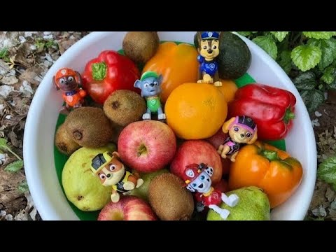 PAW PATROL Toys Learning FRUITS and VEGETABLES - YouTube