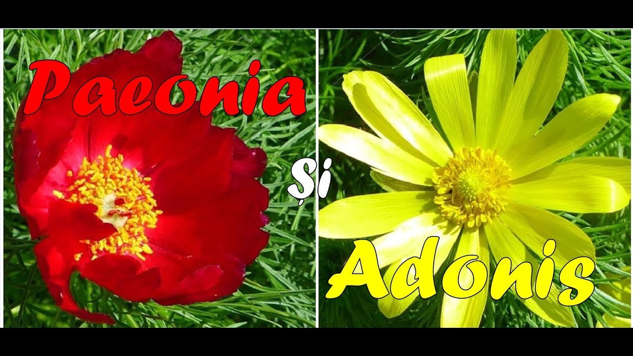Paeonia si Adonis - YouTube