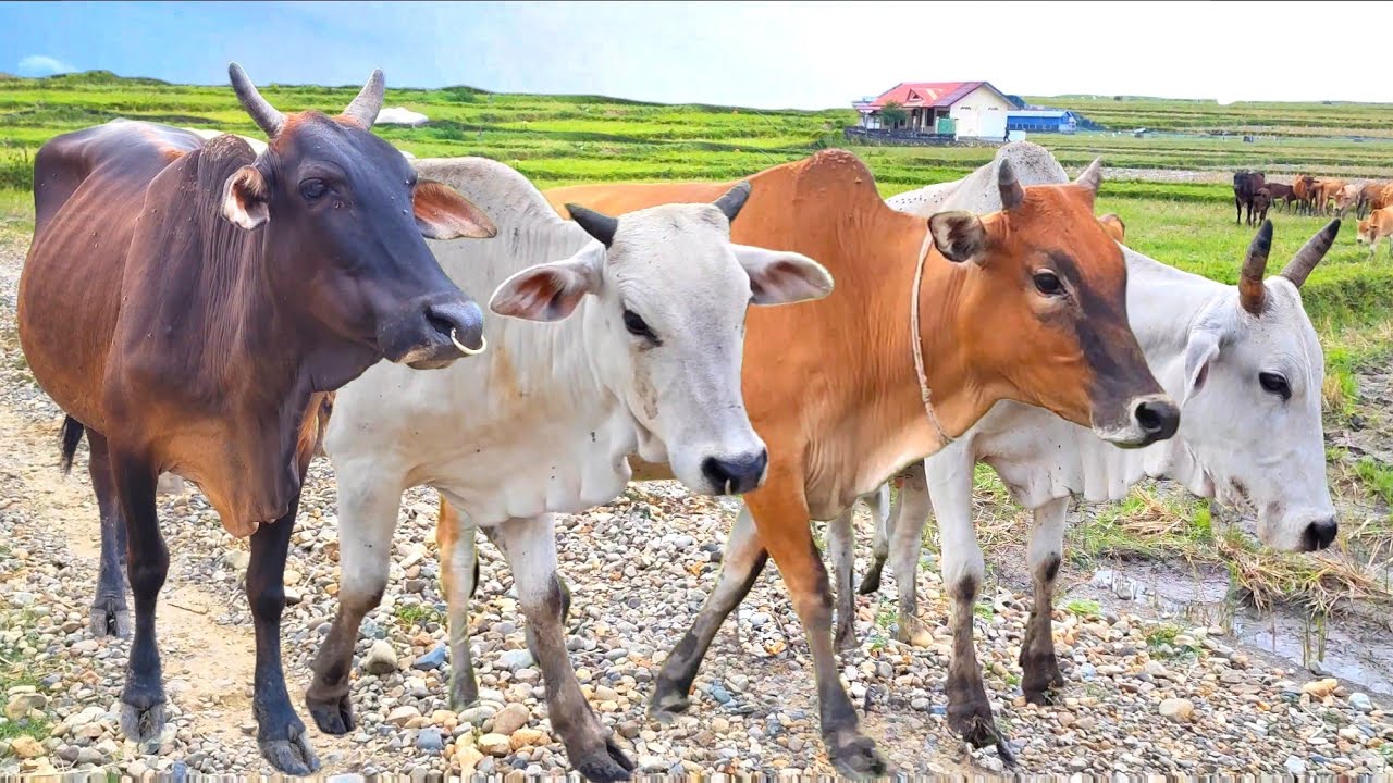 video Sapi Lembu Jinak Berkeliaran di Jalan Sawah yang hijau ...