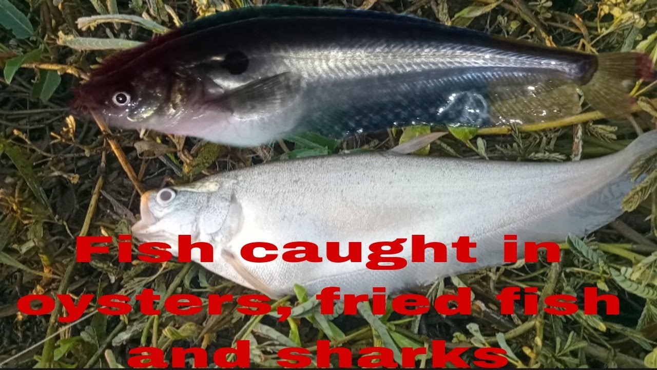 Add the fish paste # fishing in the lake # Grass for fishing fish walk ...