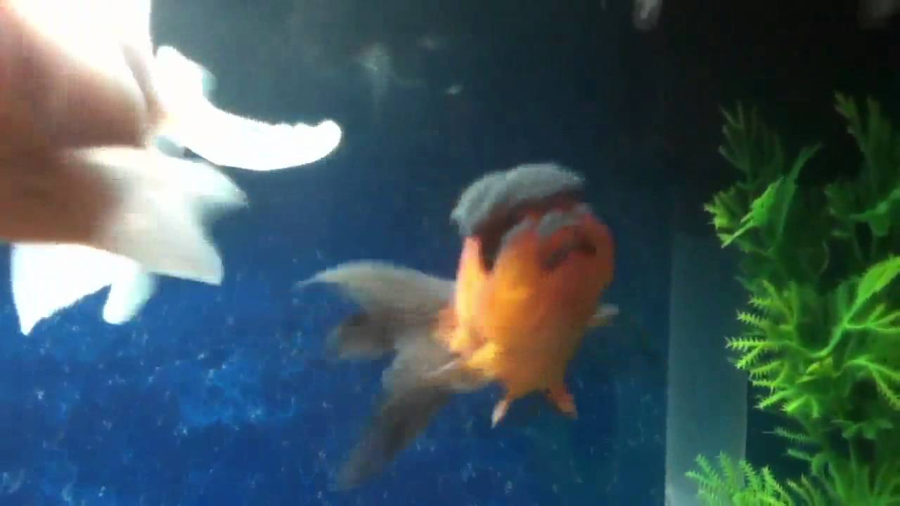 My baby oranda goldfish - YouTube
