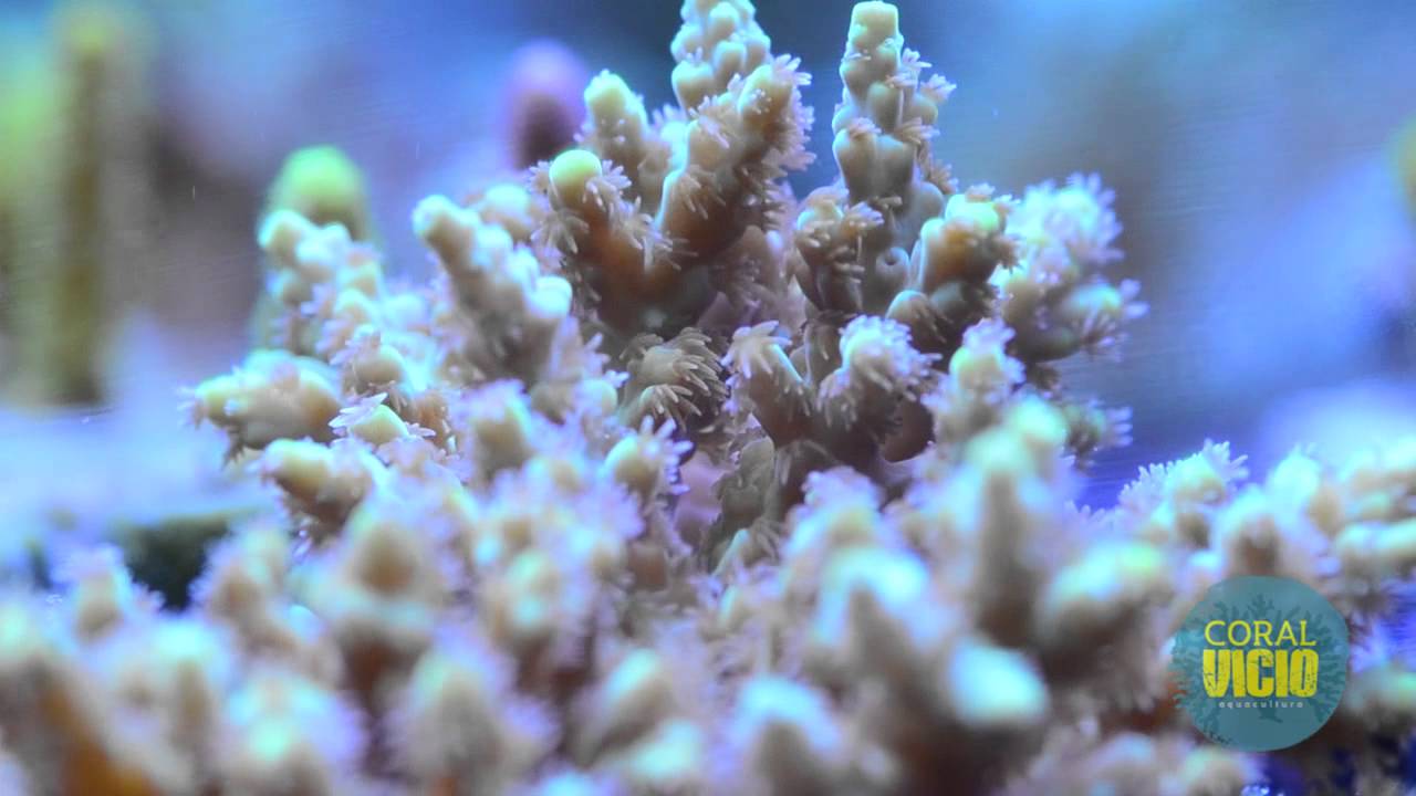 Acropora aculeus Yellow disponível - YouTube