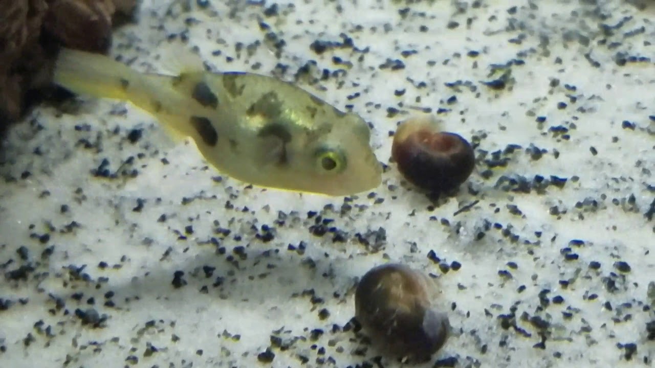 Fat and sassy time for my Pea puffers. What are they going to snack on ...