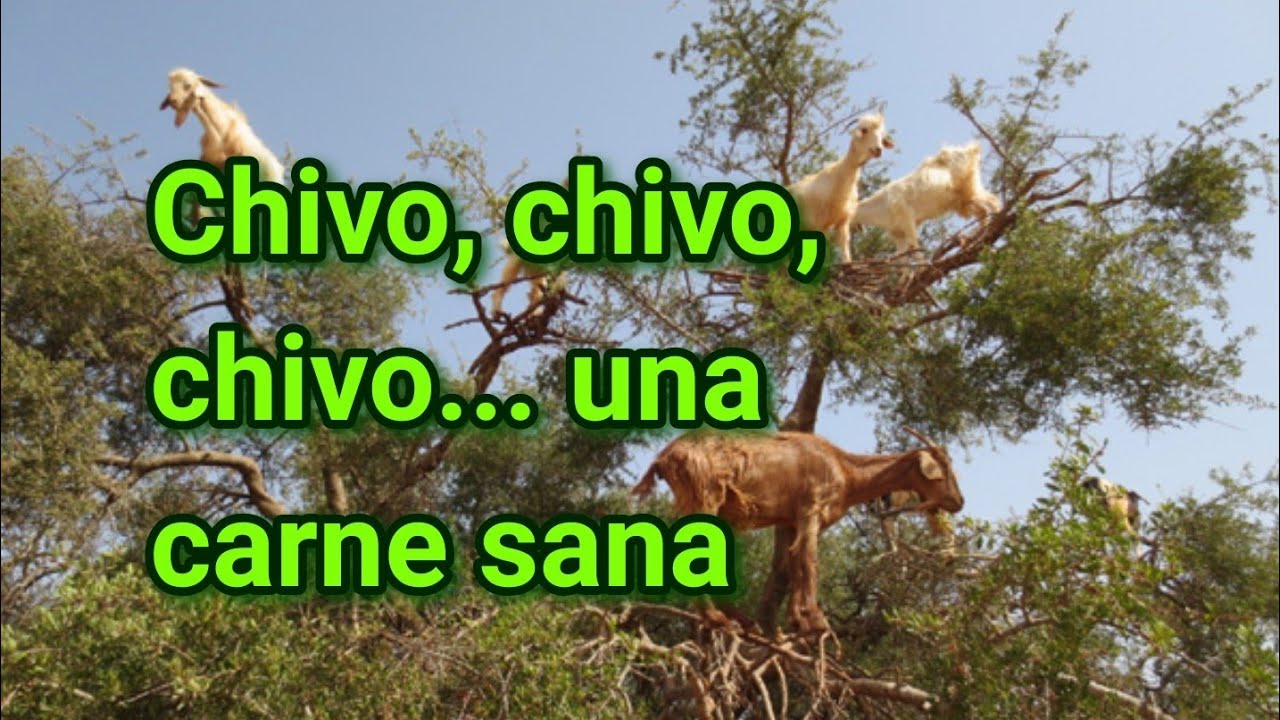 OJO CON ESTO: LA REALIDAD SOBRE EL &CHIVO (LA CABRA).- - YouTube