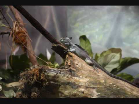 Fort Worth Zoo - New Exhibit - Mola Museum of Living Art - YouTube