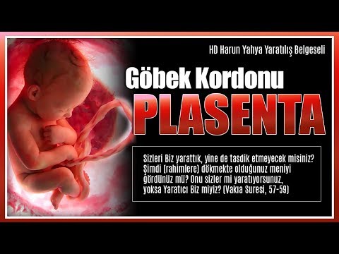 İki canlı arasındaki hayat köprüsü: Plasenta (Göbek Kordonu-Kuran Mucizesi)