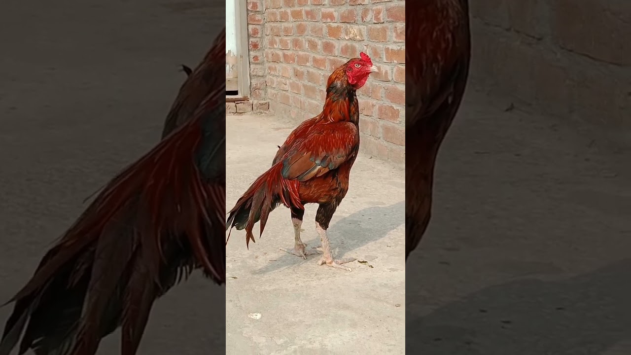 Pakistani +Thai aseel patha - YouTube