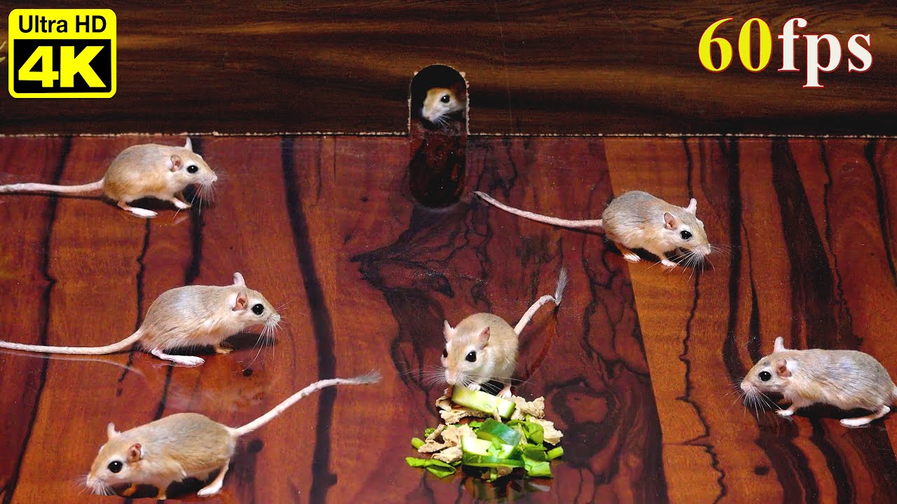 Cat TV Games: Adorable Mice in Jerry Mouse Hole Hide & Seek | Play on ...