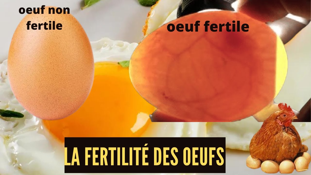 oeuf fertile et oeuf non fertile - YouTube