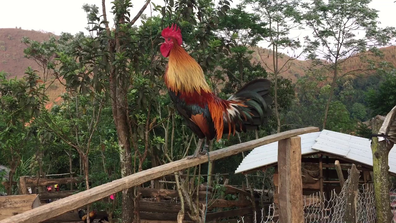 Qaib dib liab daj - YouTube